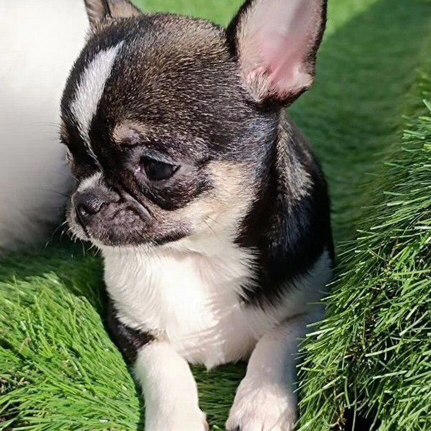 Щенки чихуахуа