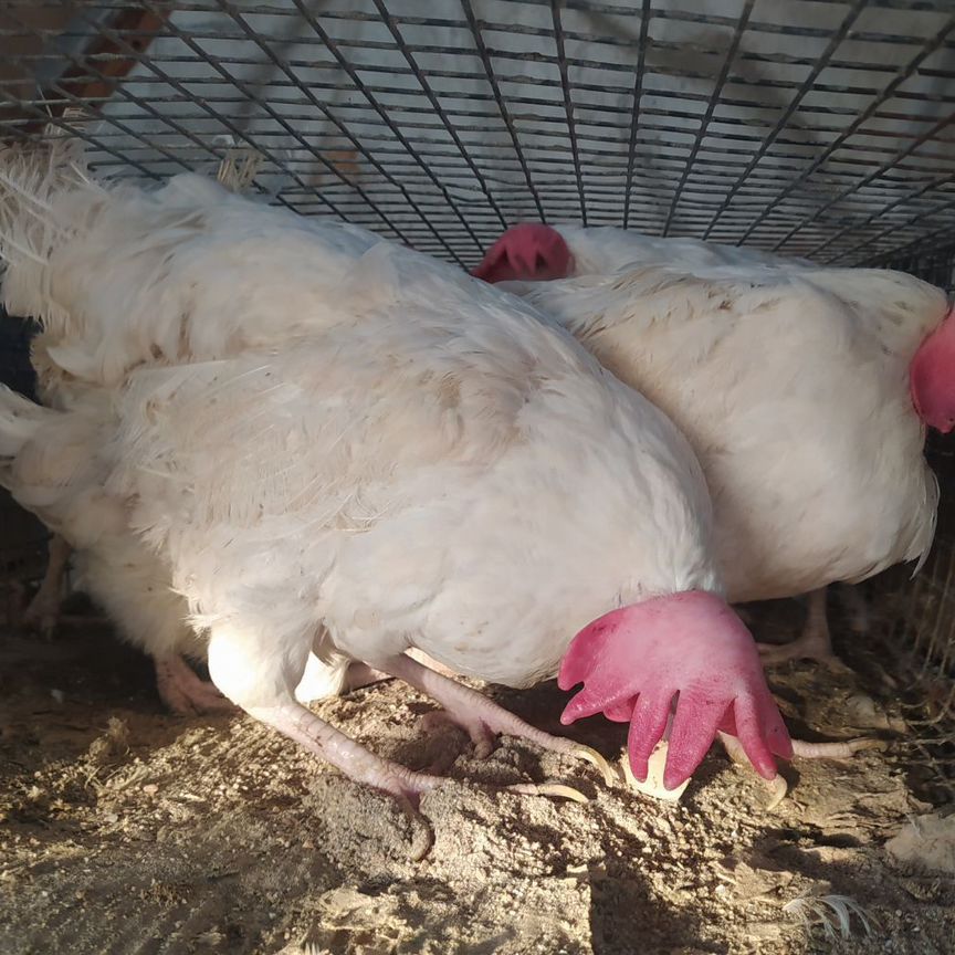 Куры молодки несушки разных пород