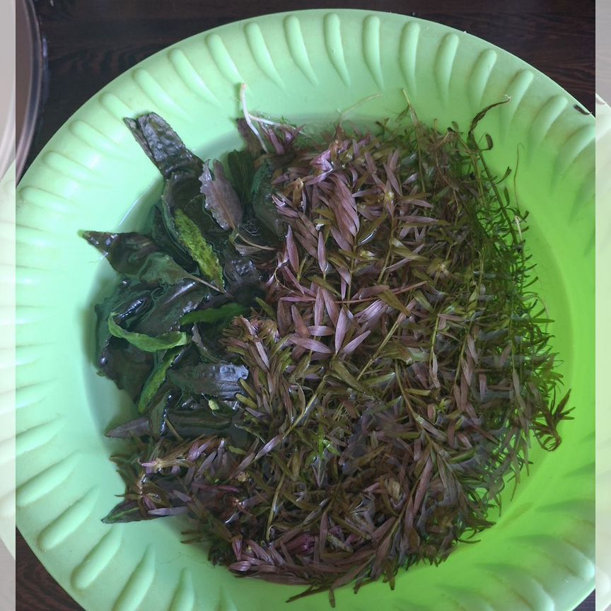 Аквариумные растения прополка