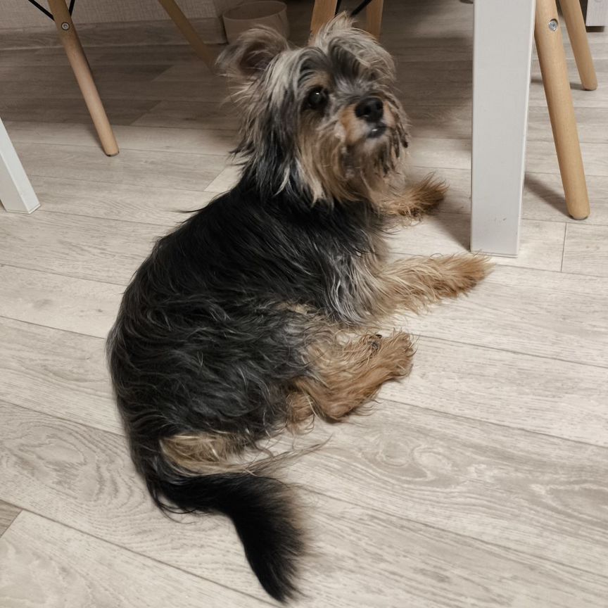 Найден Йоркширский терьер