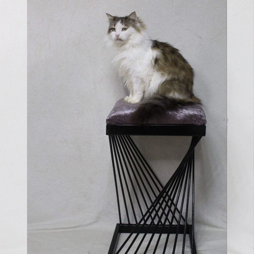 Кот в добрые руки