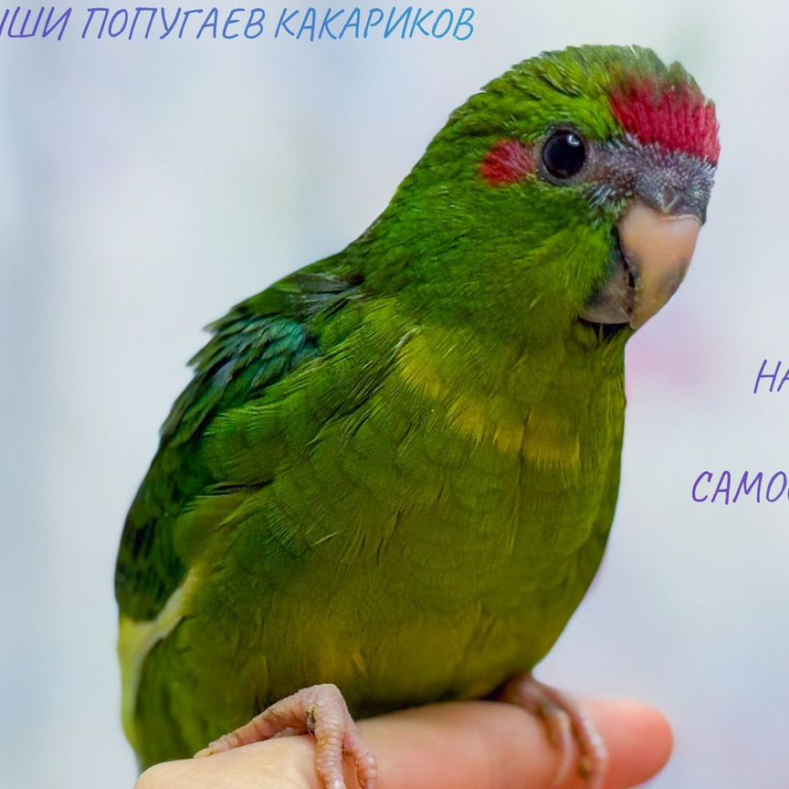 Попугай Какарик Ручной Выкормыш