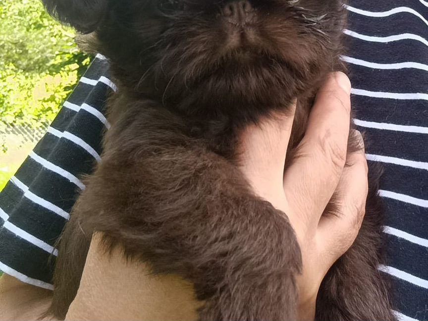 Шоколадные гриффоны