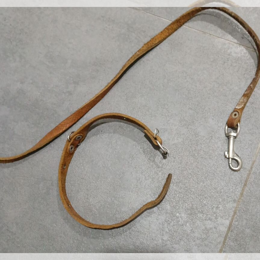 Ошейник и поводок для небольшой собаки