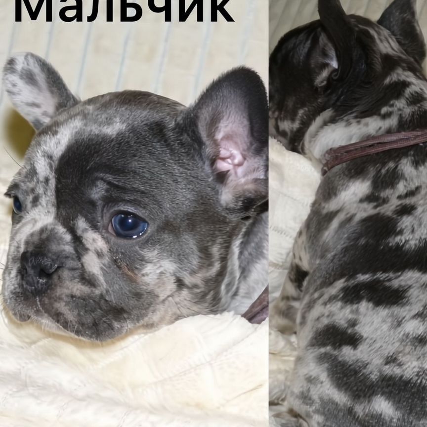 Французский бульдог, щенок