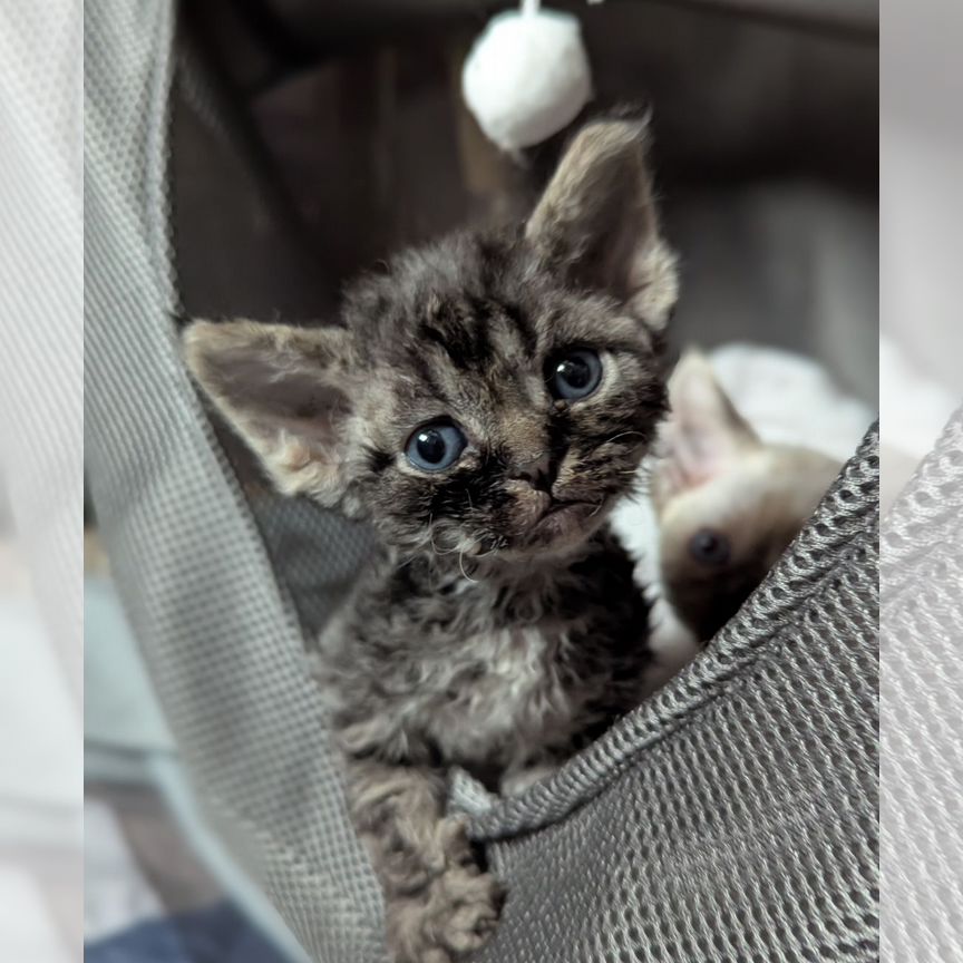 Девон-рекс котёнок