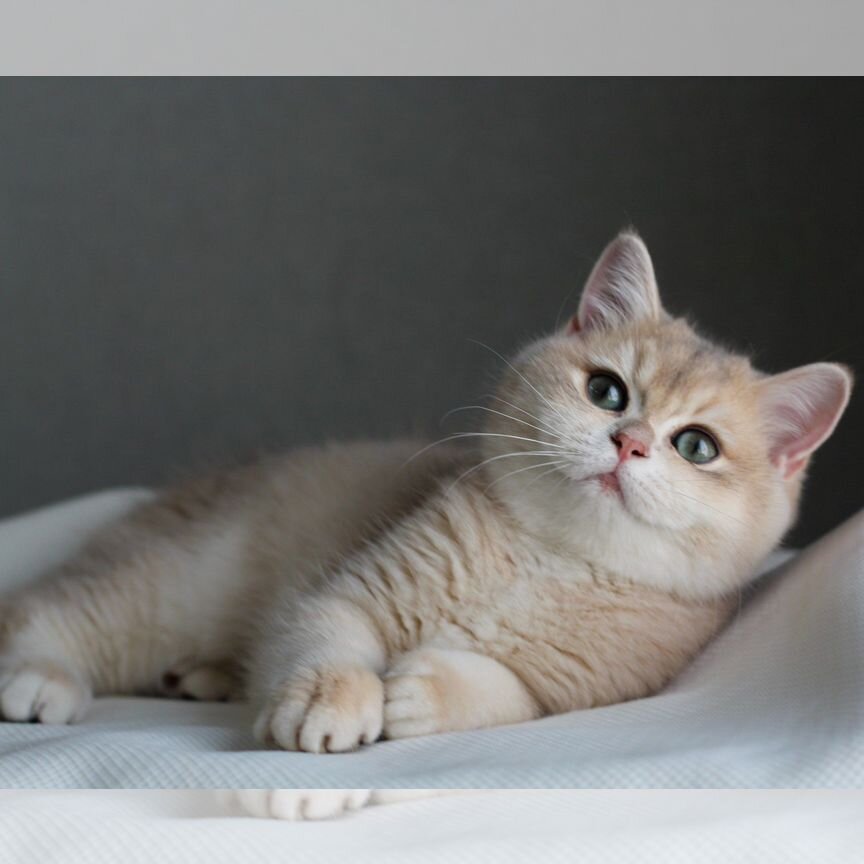 Британский короткошёрстный котёнок