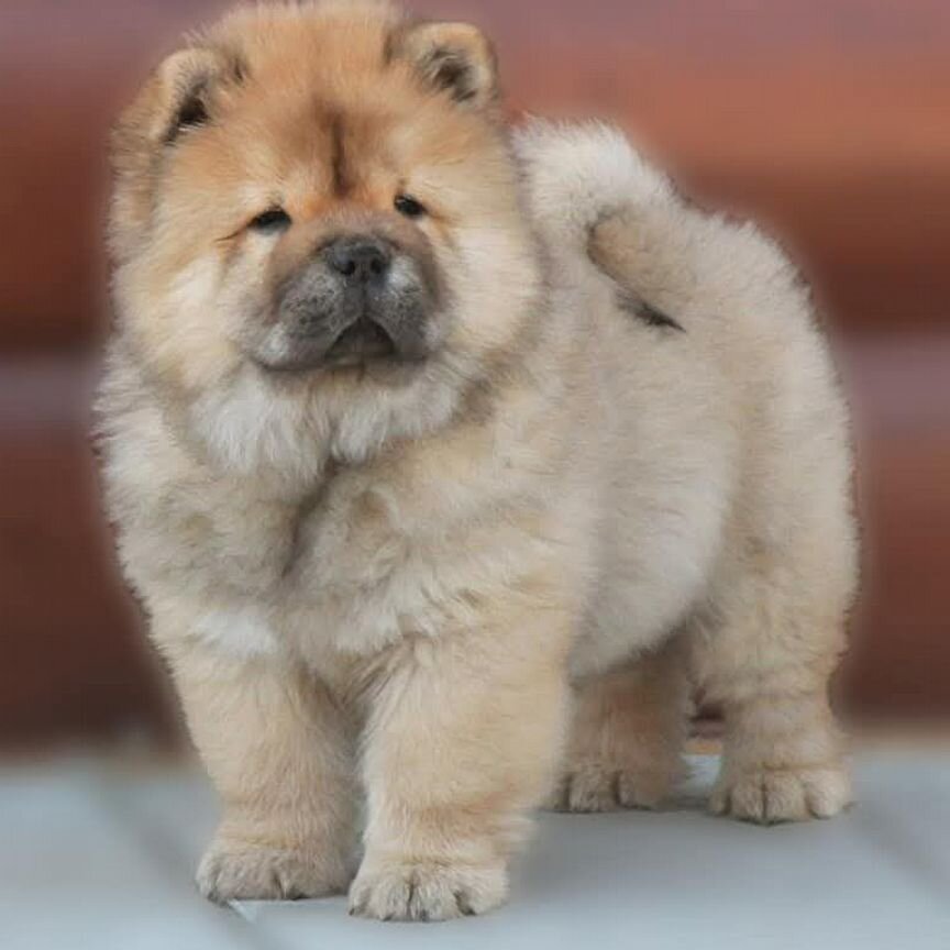 Чау-чау, щенок