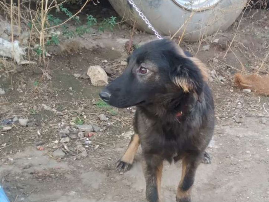 Молодая собака небольшого размера