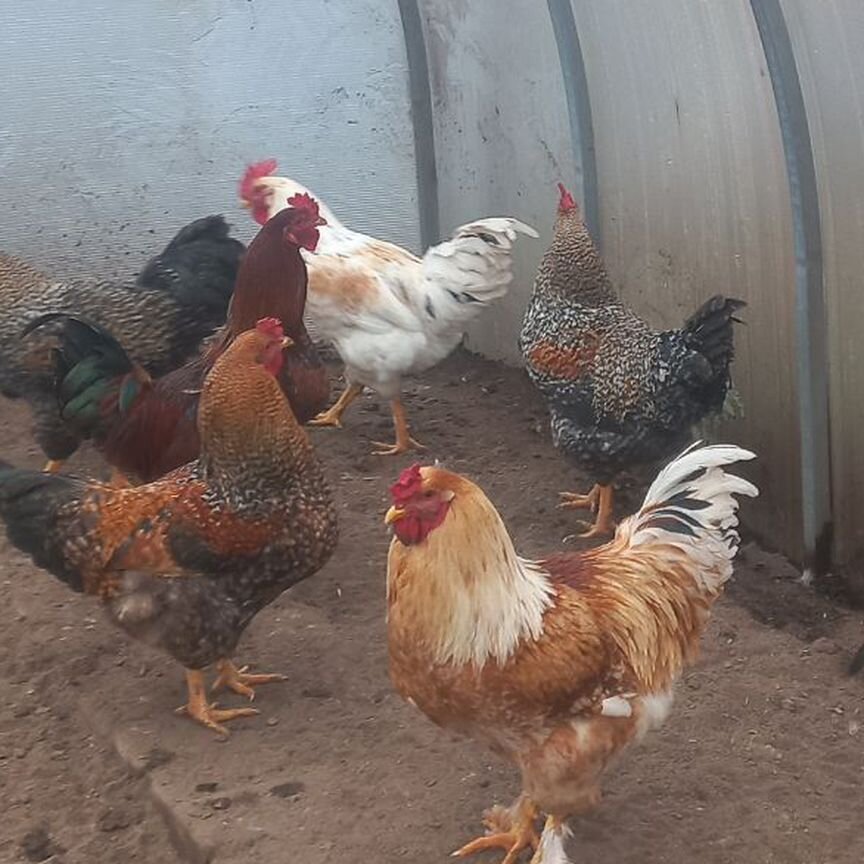 Молодые петушки