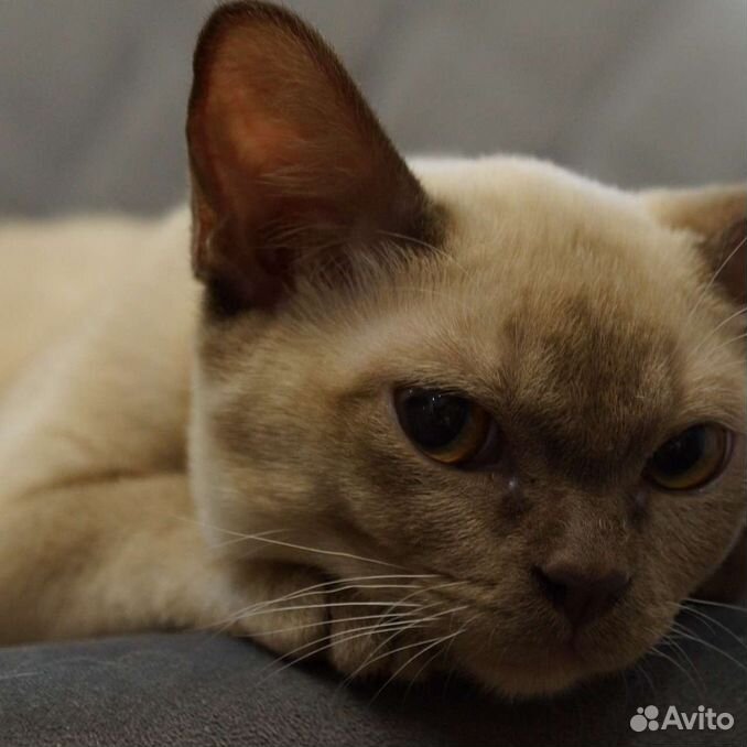 Ласковые Бурманские котята