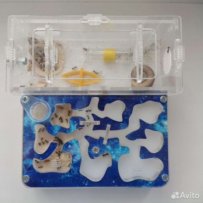 Муравьиная ферма с муравьями без матки