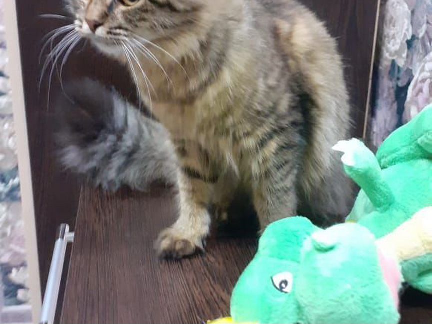 Котёнок Василиса