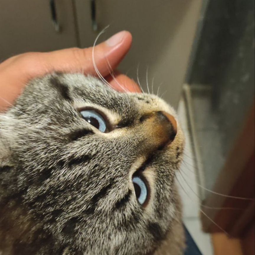 Отдам в добрые руки котика