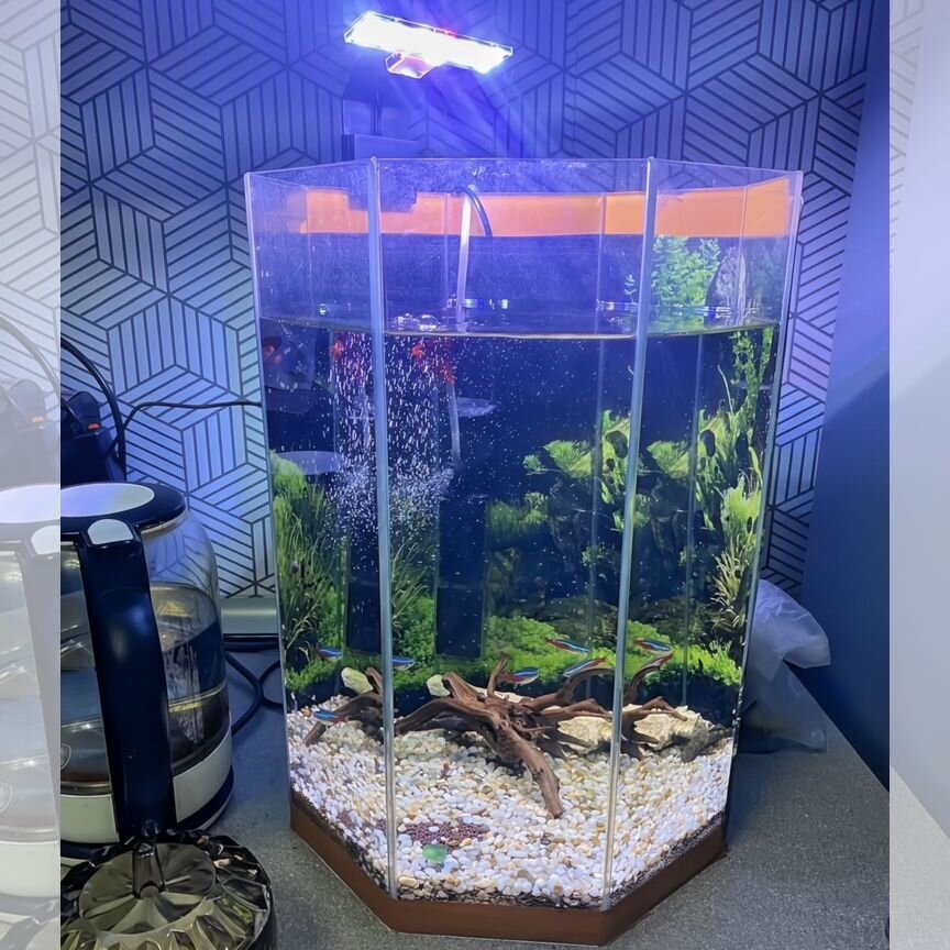 Аквариум с петушком