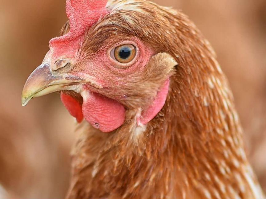 Куры молодки, несушки