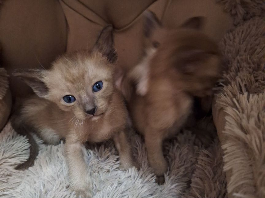 Ориентальные котята девочки