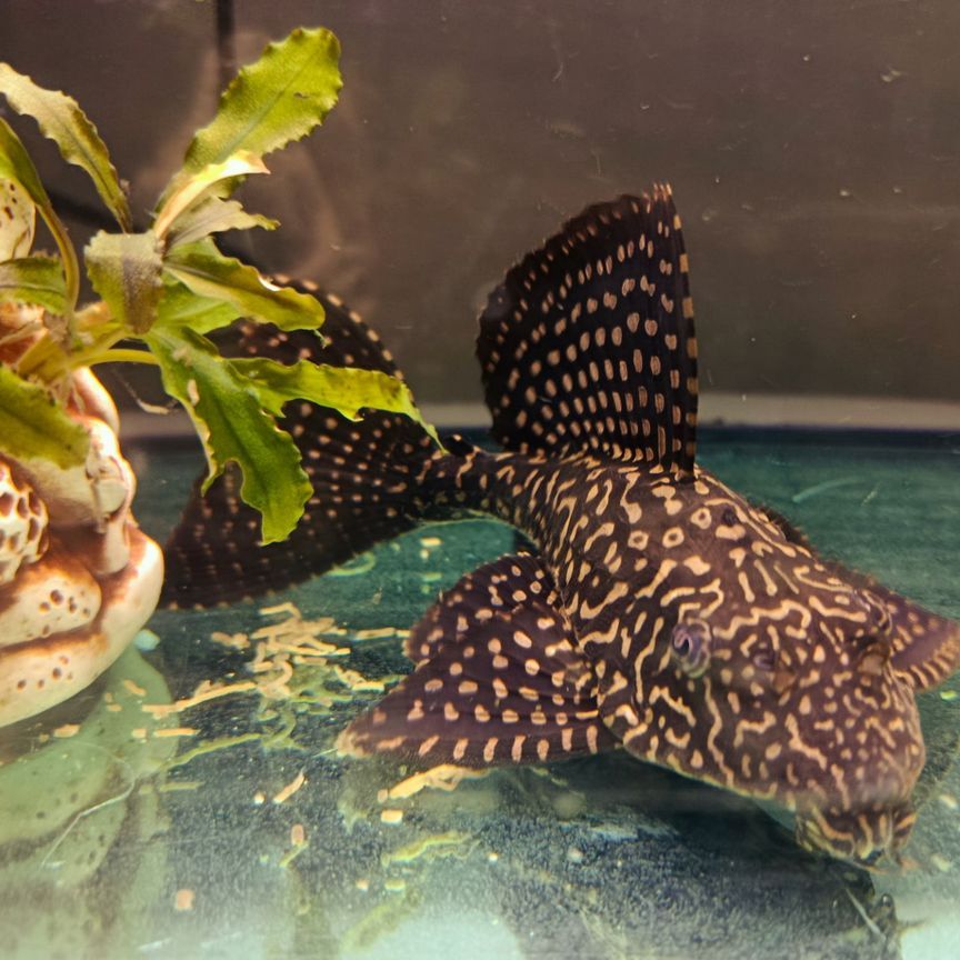 Птеригоплихт 15 см - Парчовый сом