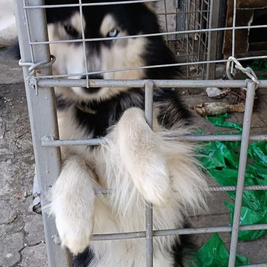 Сибирский хаски, взрослый пёс