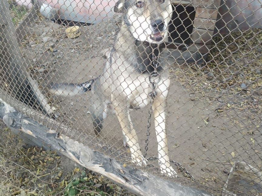 Собака в добрые руки