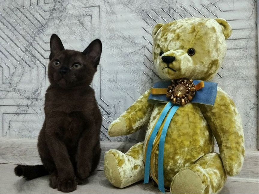 Европейская бурма