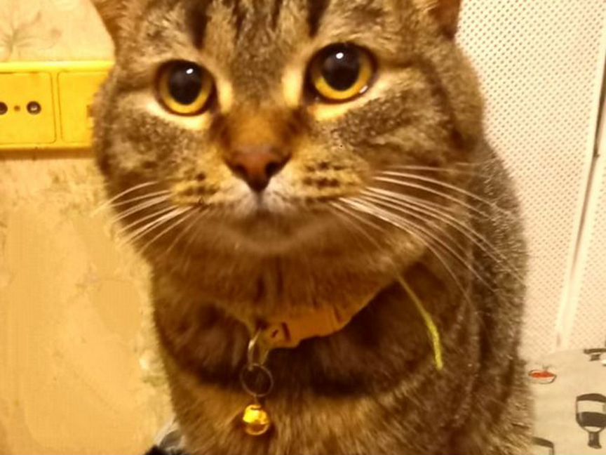 Кот Марик в дар