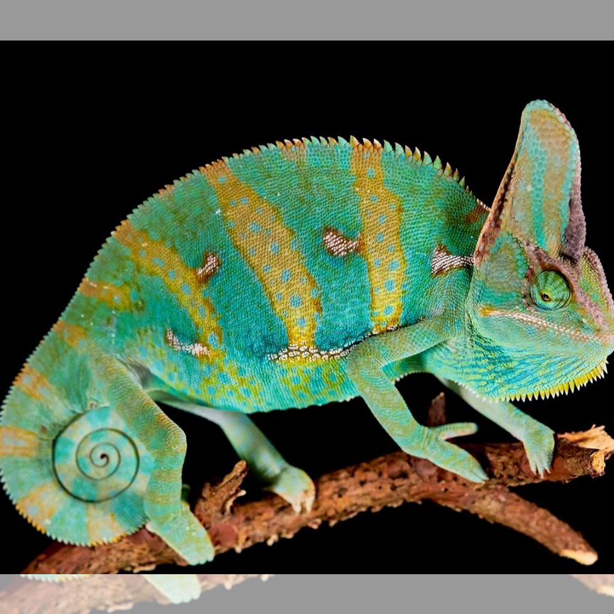 Террариум для хамелеона