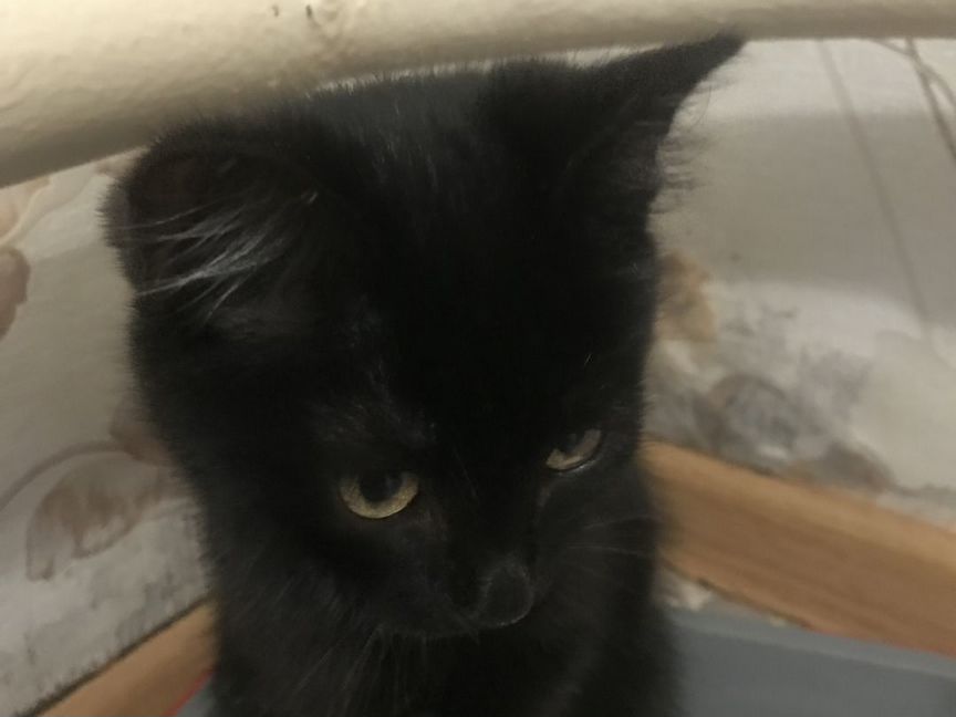 Котёнок