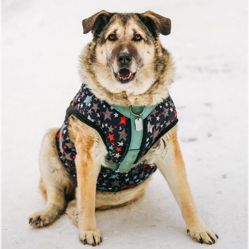 Взрослая собака в добрые руки