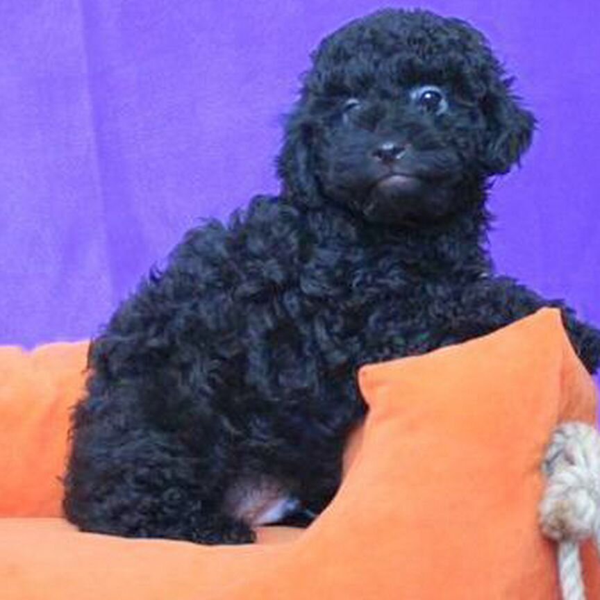 Мальтипу, щенок