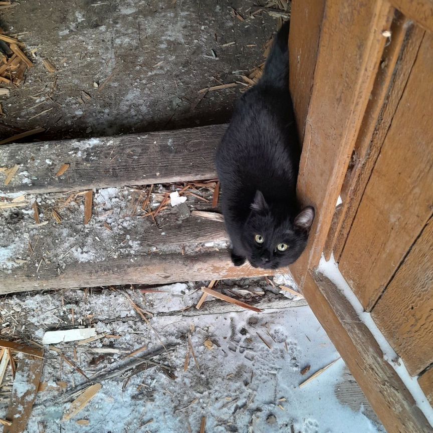 Котик возраст 2 года, выдивает в бараке под снос