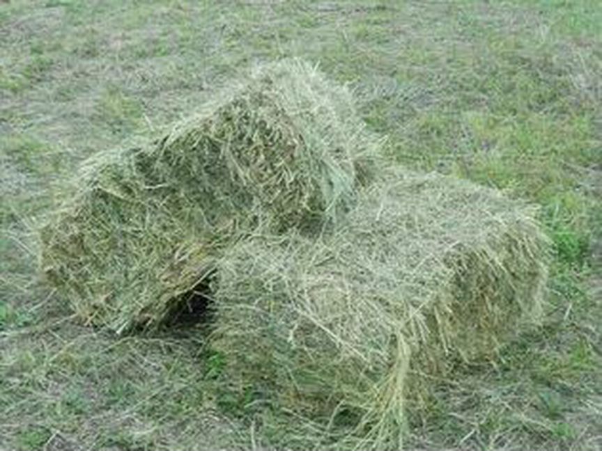 Сено в тюках