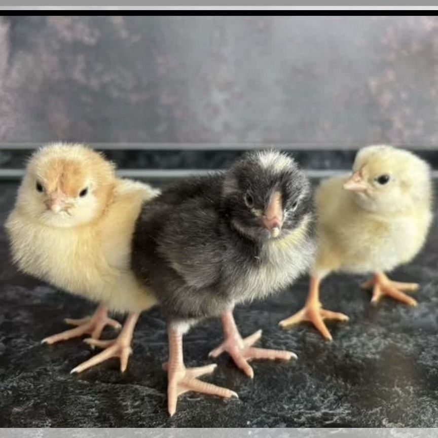 Цыплята суточные несушки
