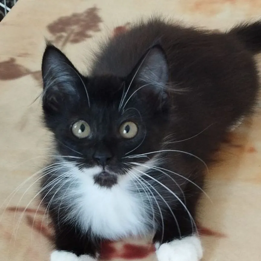 Кошка Мая, 3 мес