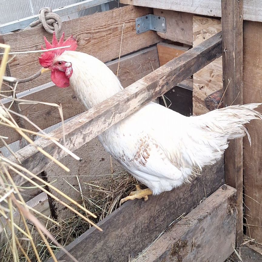 Куры и петухи домашние