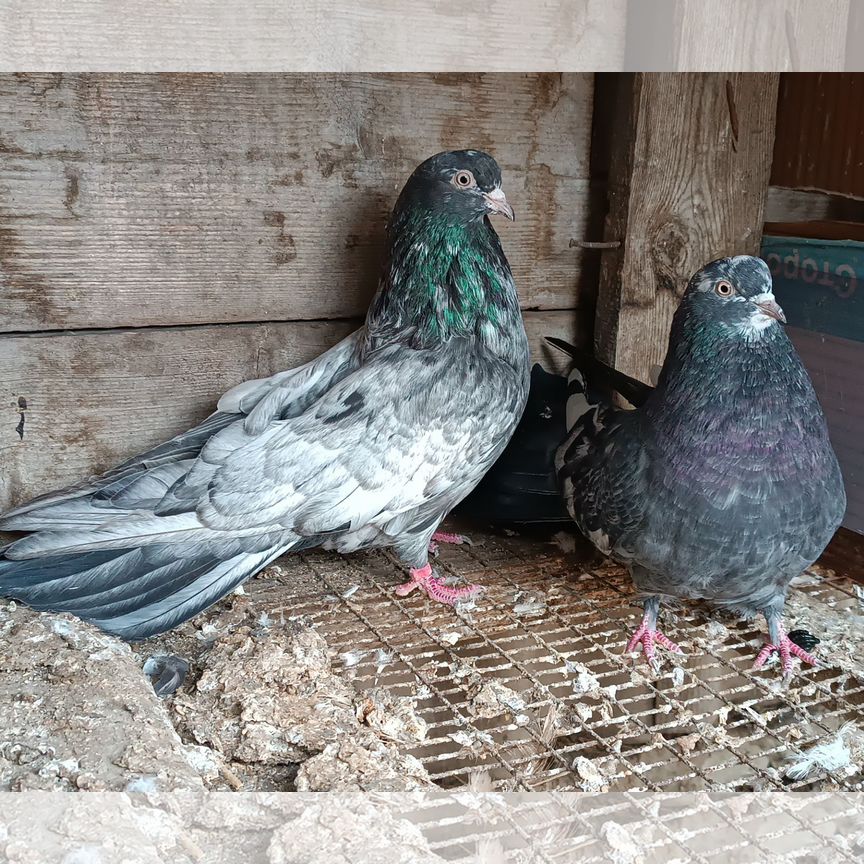 Николаевские голуби (бабочки)