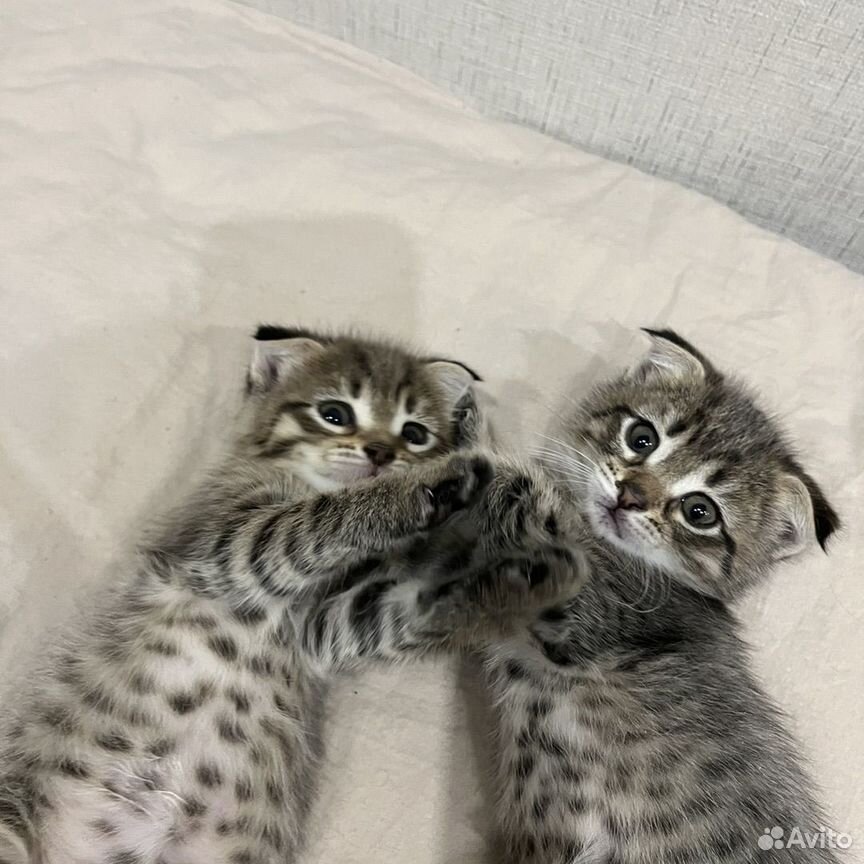 Вислоухие котята