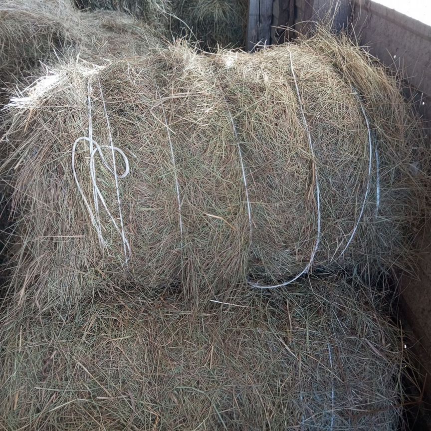 Продам сено в рулонах
