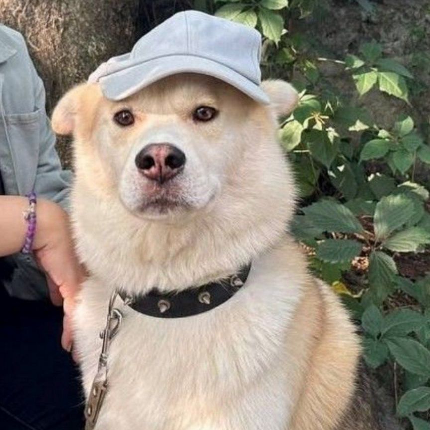 Большой плюшевый собак