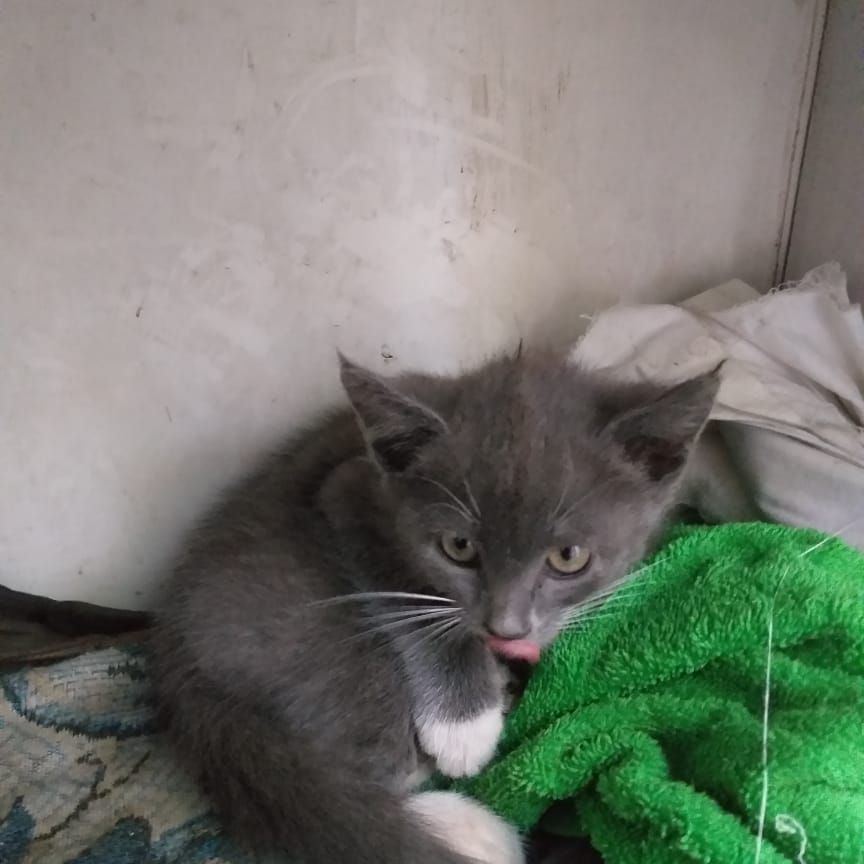Подкинули котенка,ищем хороших и добрых родителей