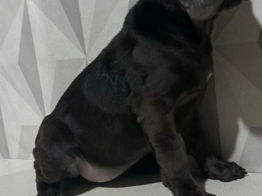 Мадам корсо