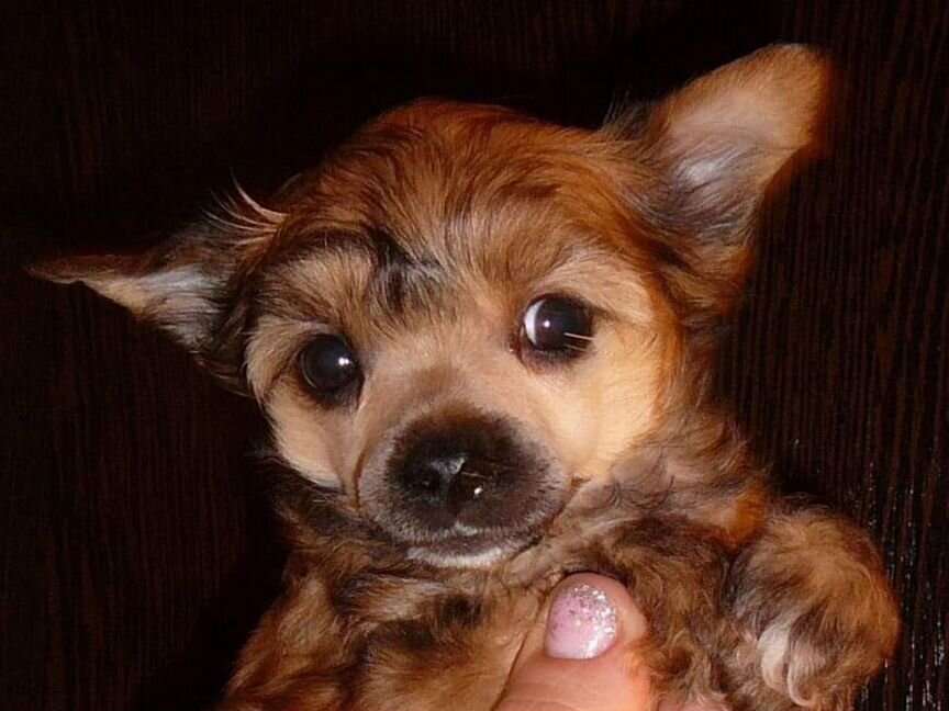 Китайская хохлатая пуховая