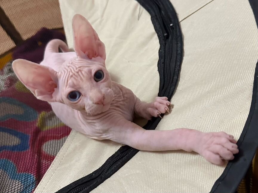 Котята сфинкс