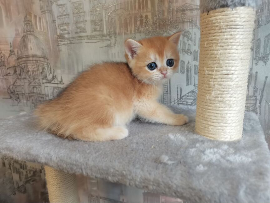 Британское золото ny 11, ny 12