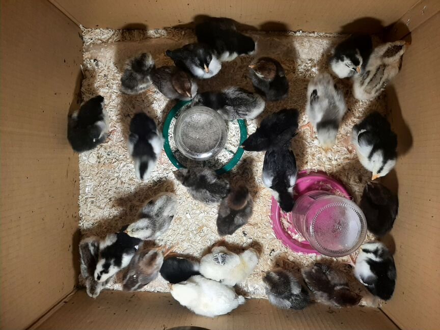 Принимаю заказы на суточные цыплята