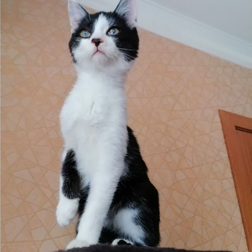 Отдам котят, проглистованы, привиты