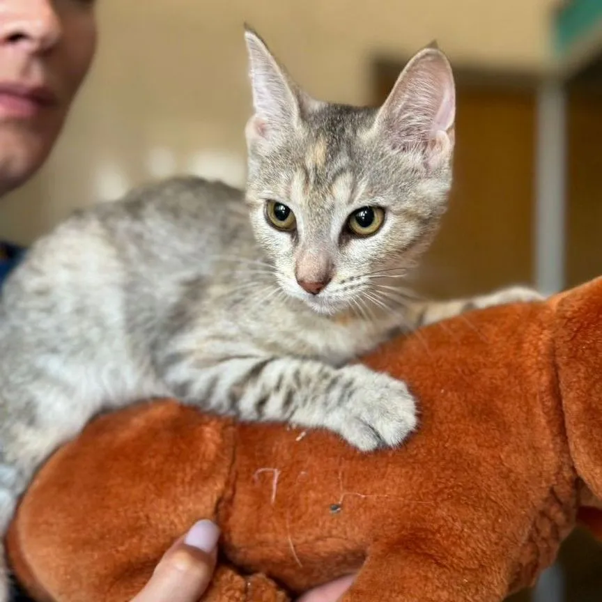 Котенок кошечка