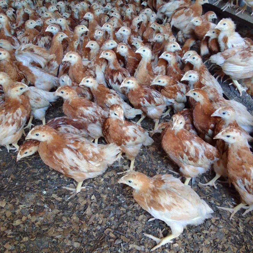 Куры молодки ломан Браун
