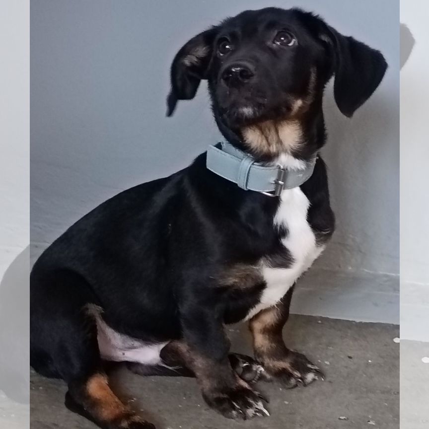 Щенок в добрые руки