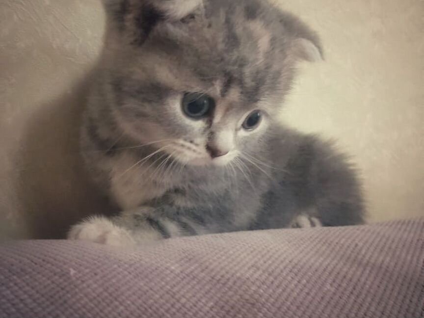 Шотландская вислоухая кошка